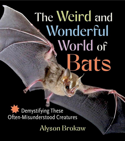 The Weird and Wonderful World of Bats: Demystifying These Often ...